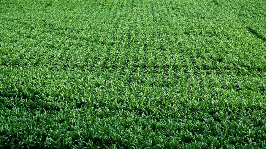 Corn Growers On Big Plots Are Most Tech-Savvy Of Farmers - Global Ag ...