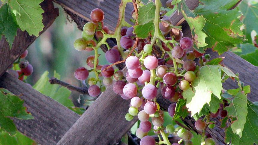 New Soil Monitoring Technology Tabbed For Grapes - Global Ag Tech ...