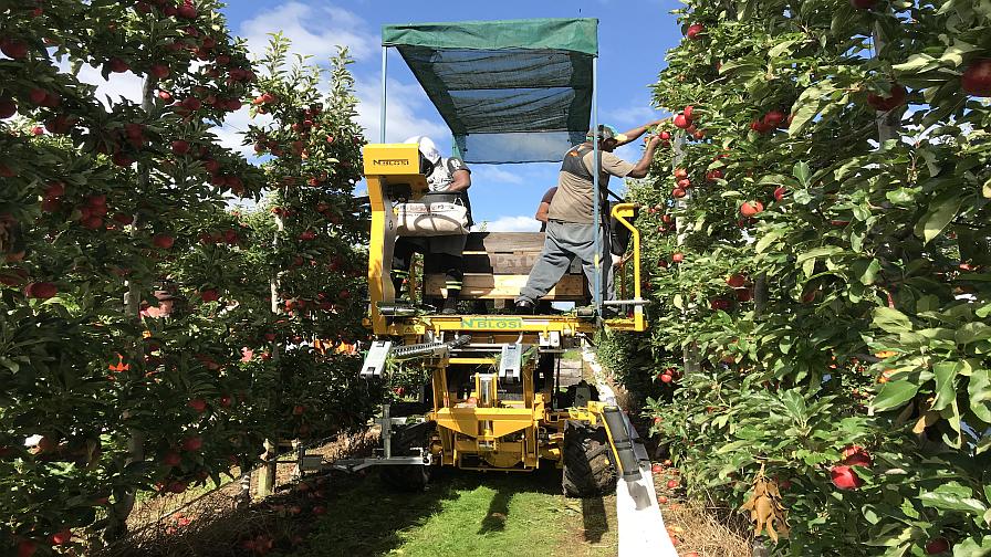 GrowingProduce.com: New Zealand Tour Showcases Apple Grower Innovations ...