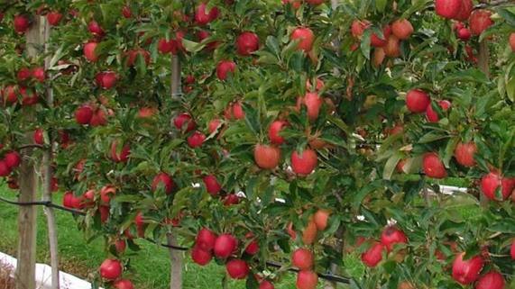 Is Your Apple Orchard Robot Ready? - Global Ag Tech Initiative