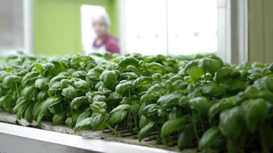 CEA Food Safety Coalition Expands Focus - Global Ag Tech Initiative