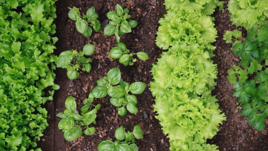 Climate Robotics Wins AgSharks Pitch Competition - Global Ag Tech ...